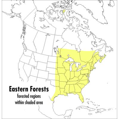 A Field Guide to Eastern Forests: North America－金石堂